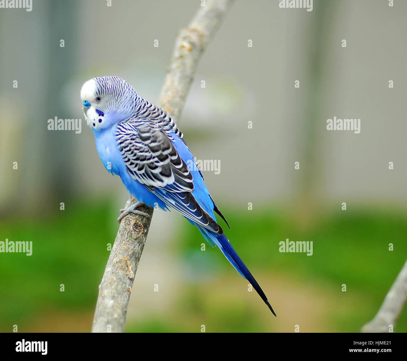 blue budgie parrot pet bird also known as Budgerigar Melopsittacus ...
