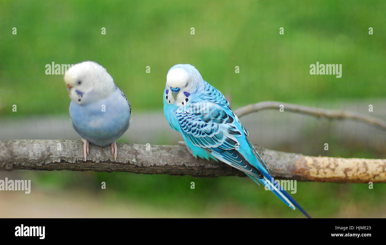 blue budgie parrot pet bird also known as Budgerigar Melopsittacus ...