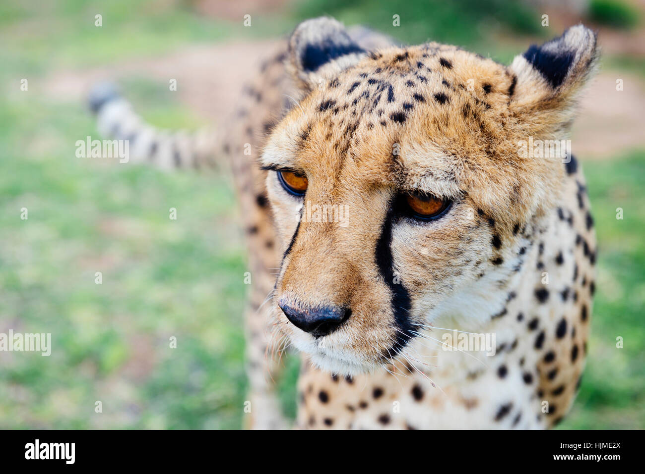 Namibia, Kamanjab, portrait of cheetah Stock Photo - Alamy