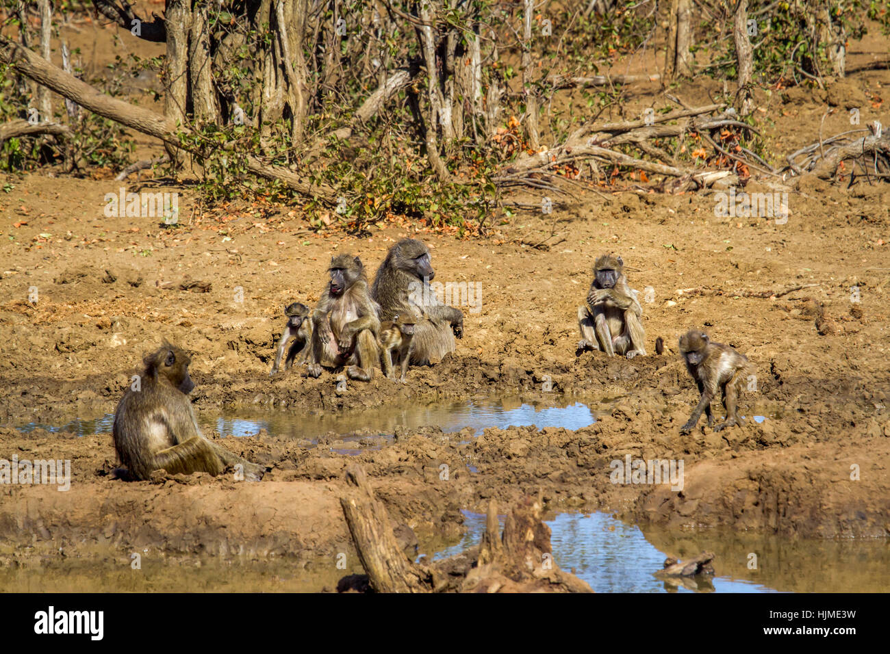 Baboon at water hole hi-res stock photography and images - Alamy
