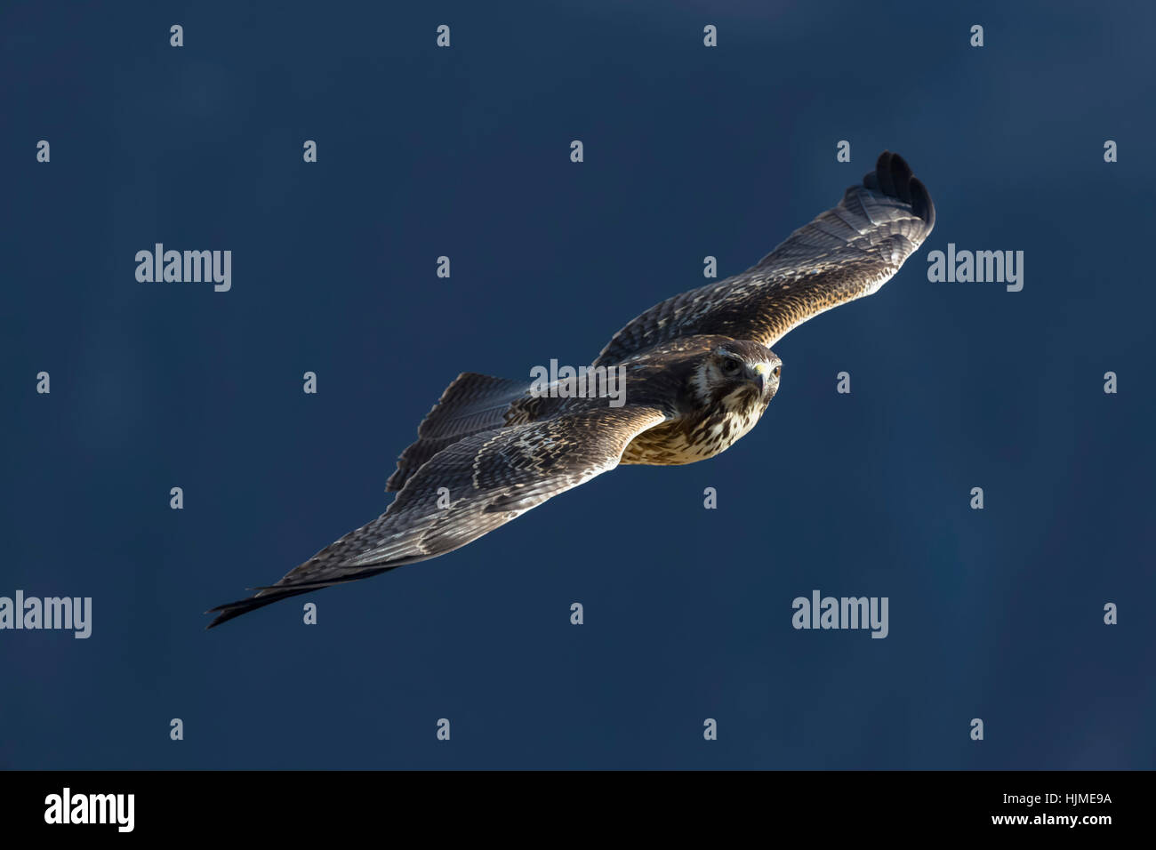 Peru, Andes, Chivay, Colca Canyon, Peregrine Falcon flying Stock Photo ...