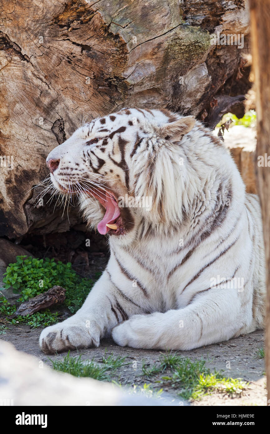 beautiful white tiger in zoo, note shallow depth of field Stock Photo - Alamy