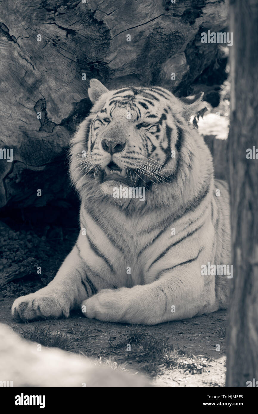 beautiful white tiger in zoo, note shallow depth of field Stock Photo ...