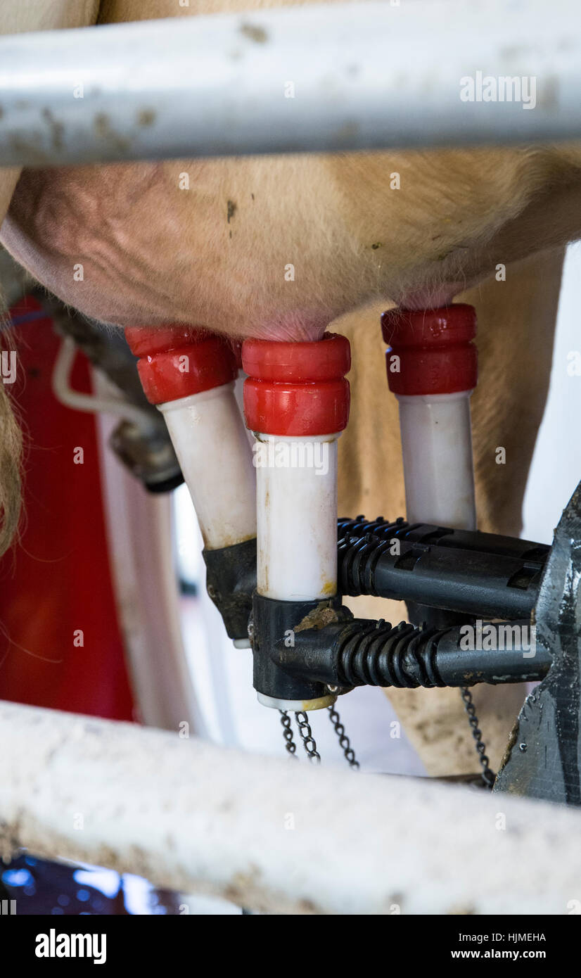 Automatic cow milking machine hi-res stock photography and images - Alamy