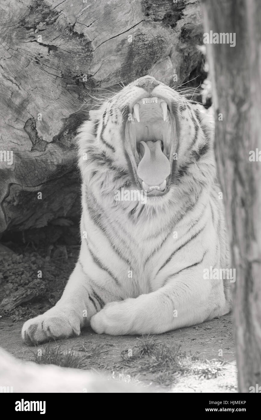 beautiful white tiger in zoo, note shallow depth of field Stock Photo ...