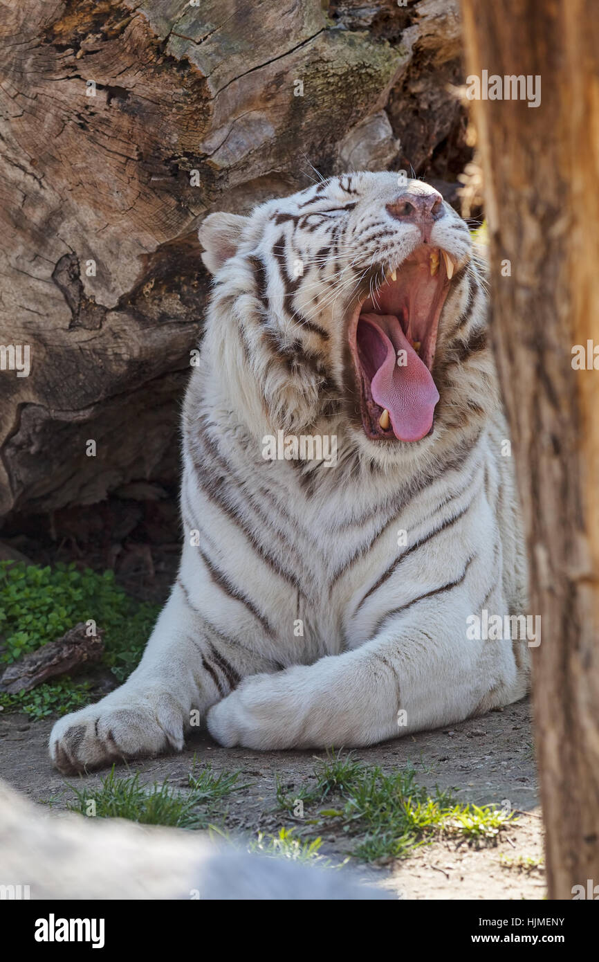 beautiful white tiger in zoo, note shallow depth of field Stock Photo ...