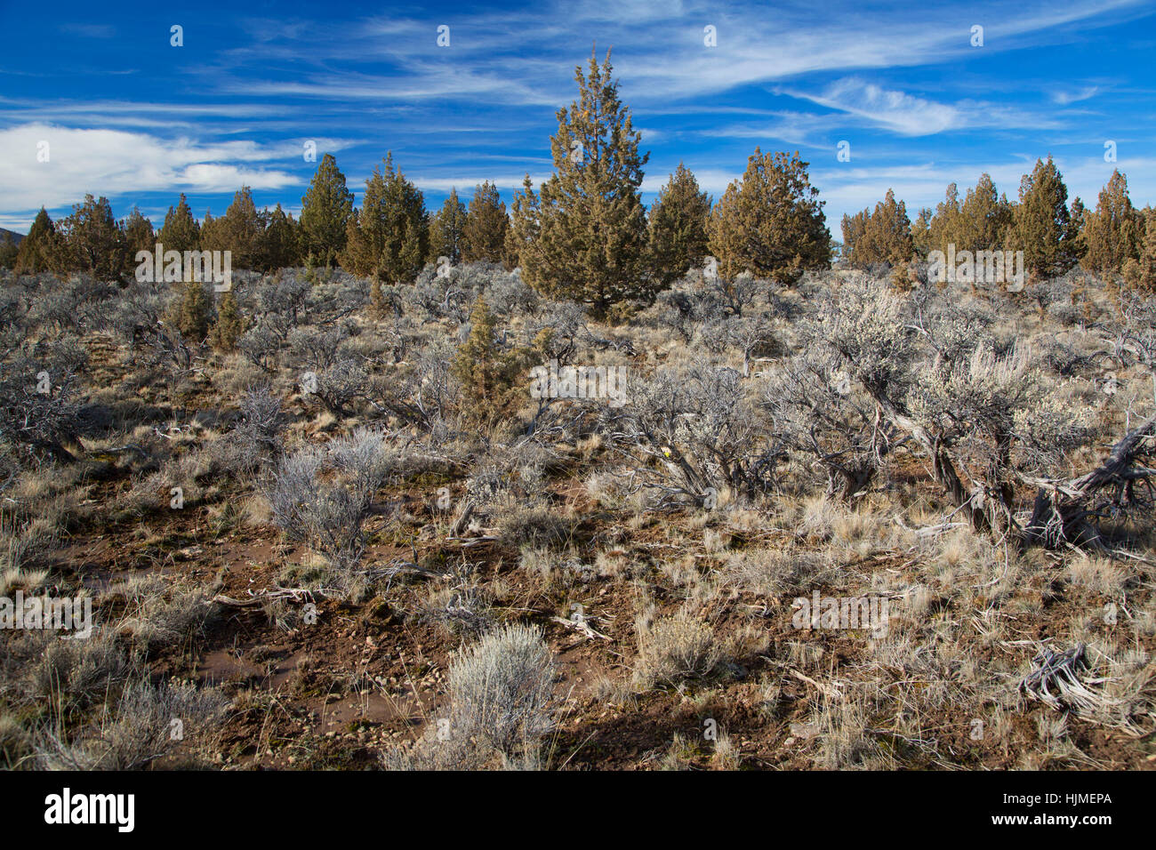 Western juniper (Juniperus occidentalis) forest, Gerry Mountain ...