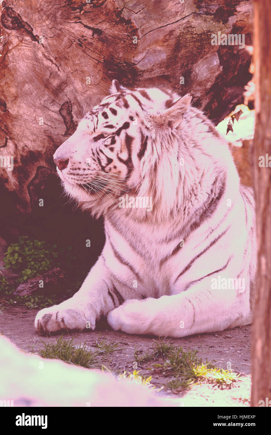 beautiful white tiger in zoo, note shallow depth of field Stock Photo ...