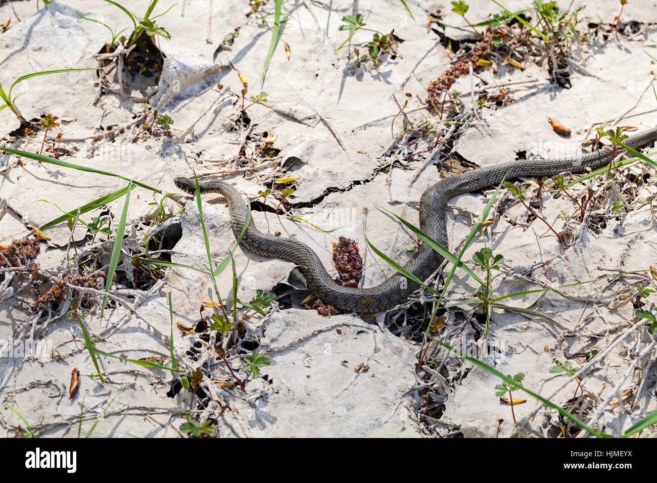 snake slithering on the ground in nature, note shallow depth of field ...