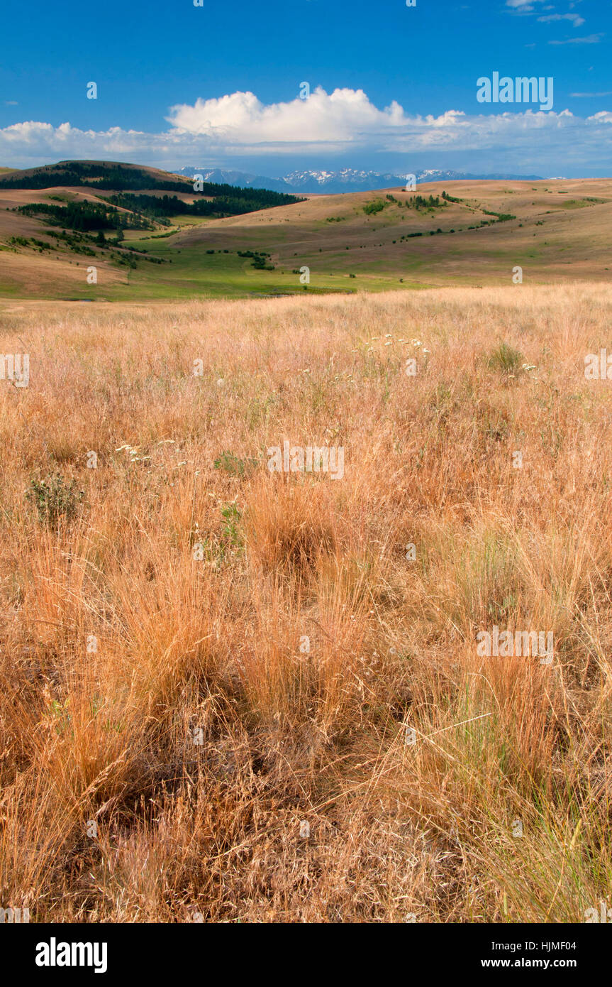 Grassland along Horned Lark Trail, Zumwalt Prairie Preserve, Oregon ...