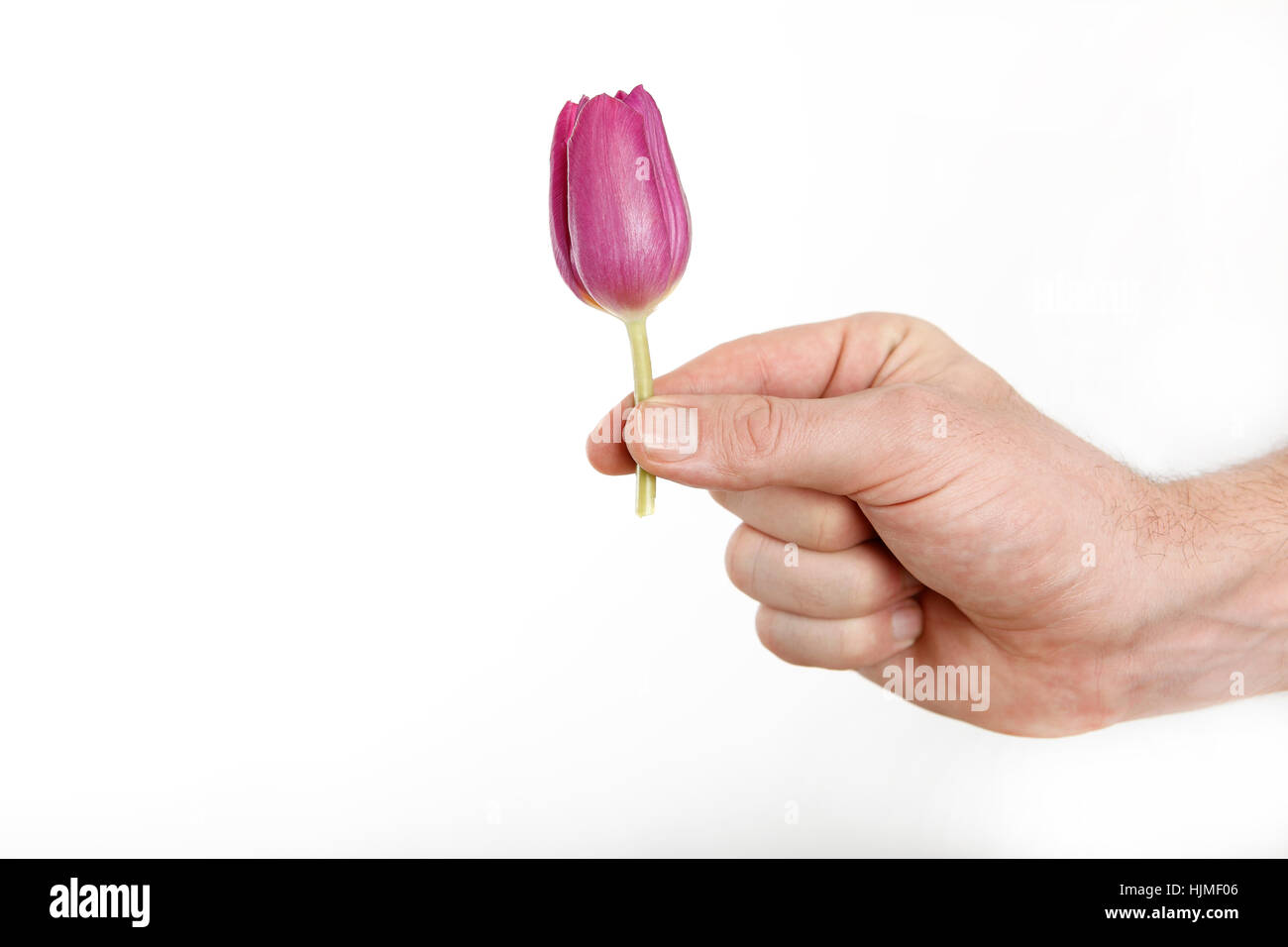 Male hand with little tulip, isolated Stock Photo - Alamy