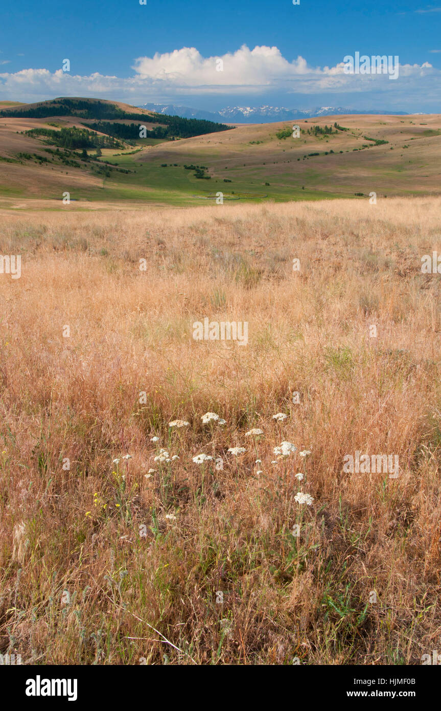 Grassland along Horned Lark Trail, Zumwalt Prairie Preserve, Oregon ...