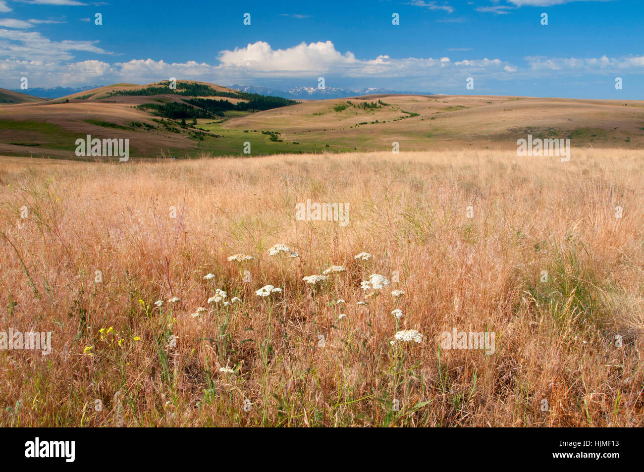 Grassland along Horned Lark Trail, Zumwalt Prairie Preserve, Oregon ...
