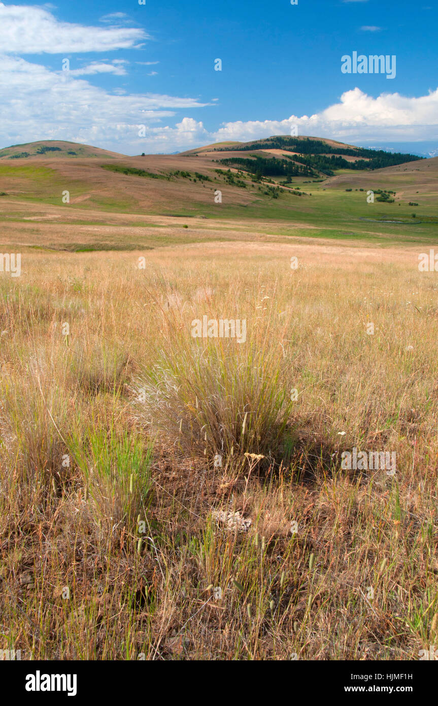 Grassland along Horned Lark Trail, Zumwalt Prairie Preserve, Oregon ...