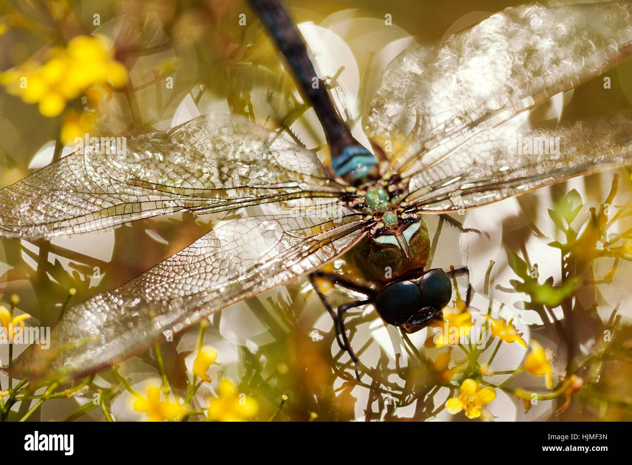 Dragonfly on the flowers under the solar reflection, note shallow depth ...