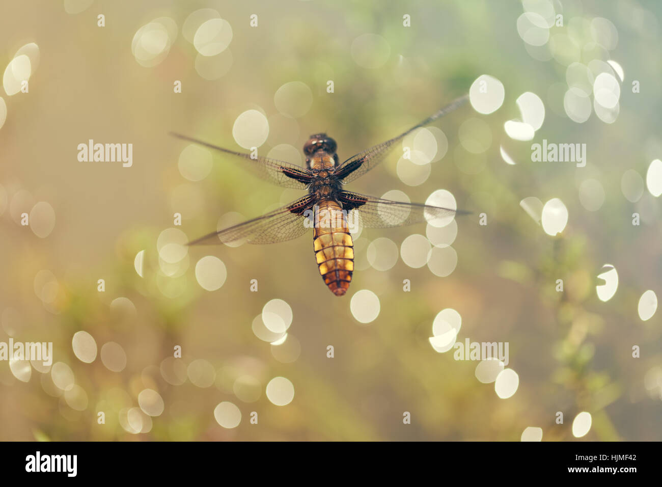 Dragonfly on the green background under the solar reflection, note ...