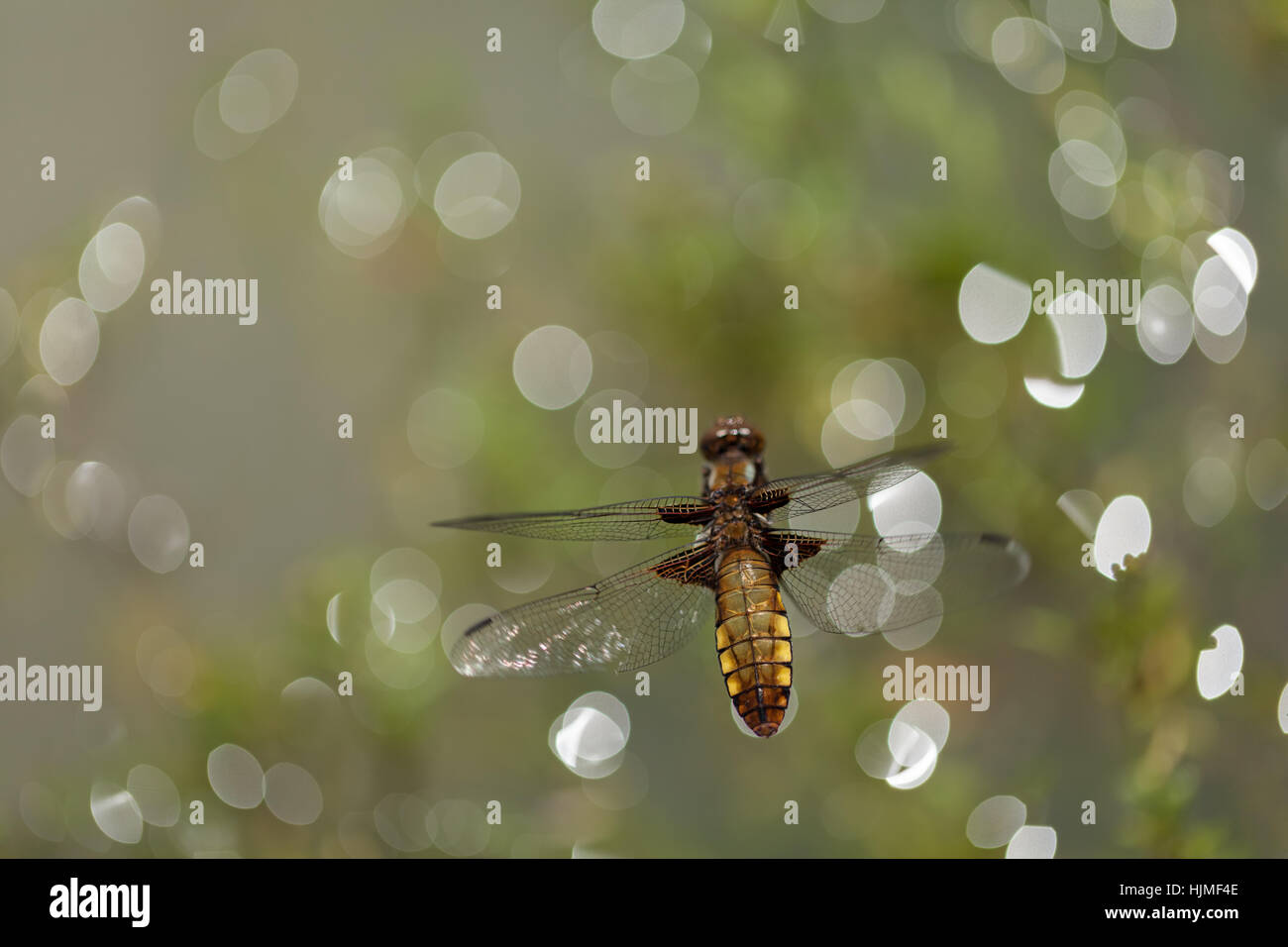 Dragonfly on the green background under the solar reflection, note ...