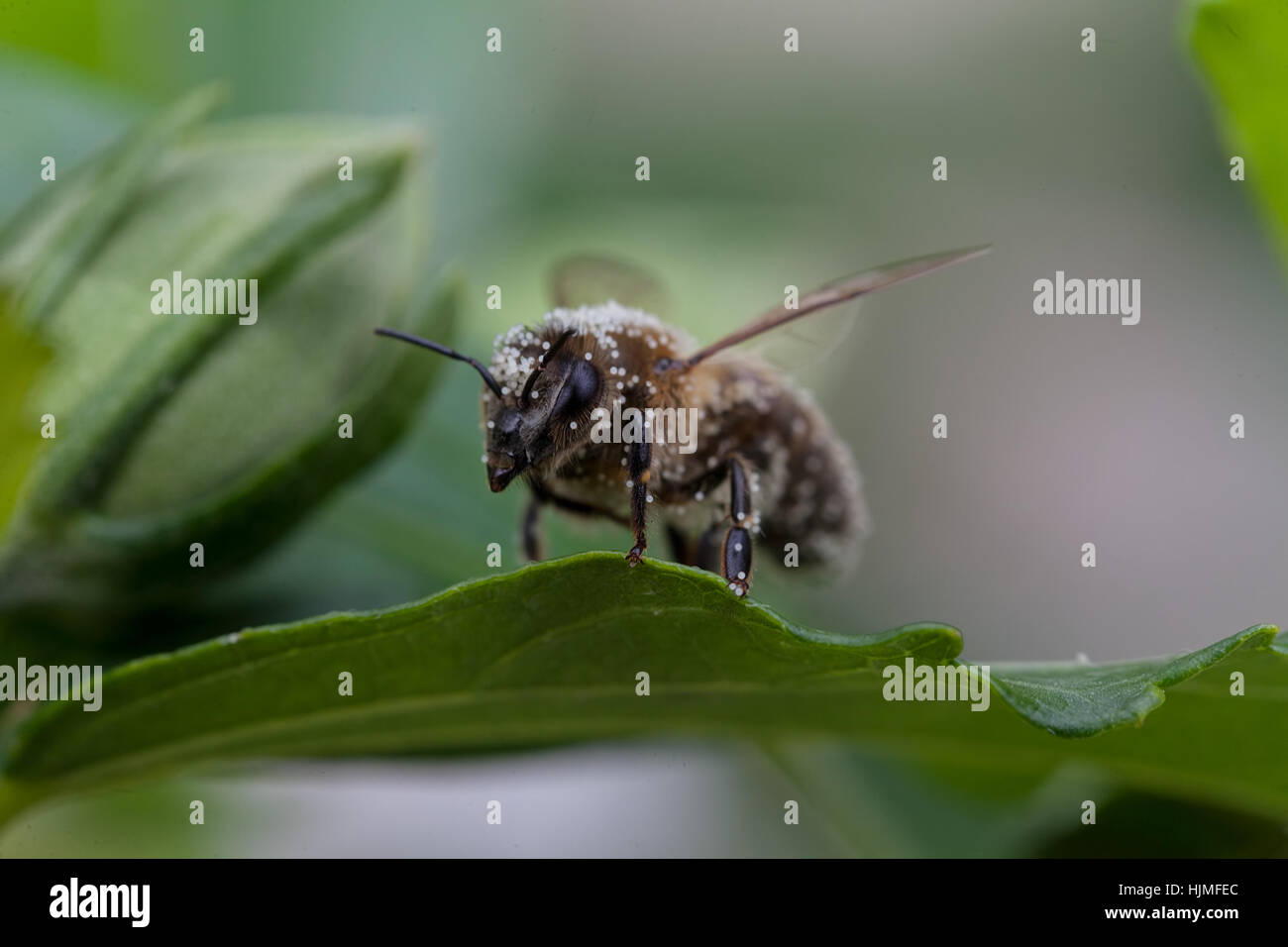 bee landed on the green leaf, note shallow depth of field Stock Photo ...