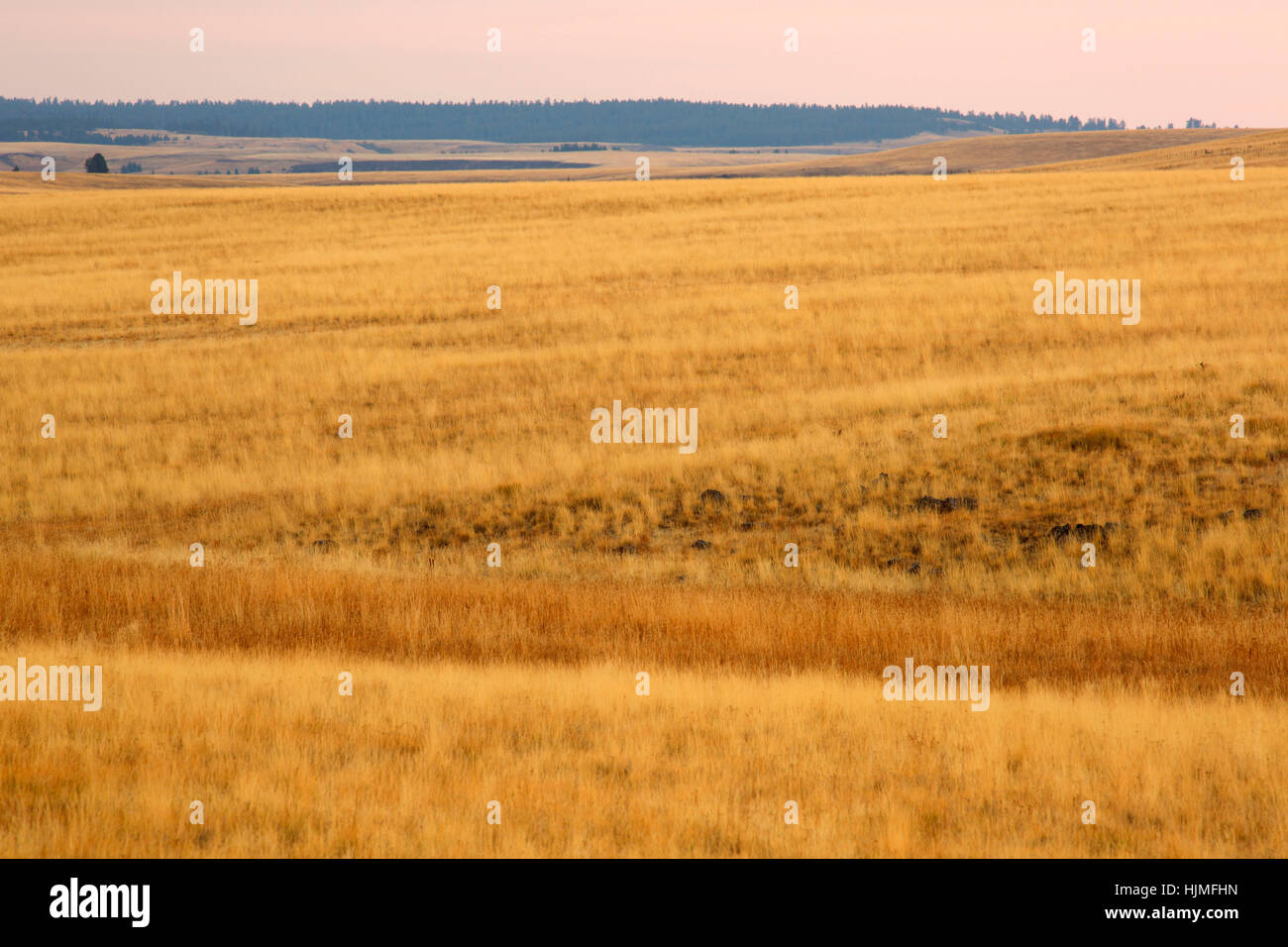 Prairie grassland, Zumwalt Prairie Preserve, Wallowa County, Oregon ...