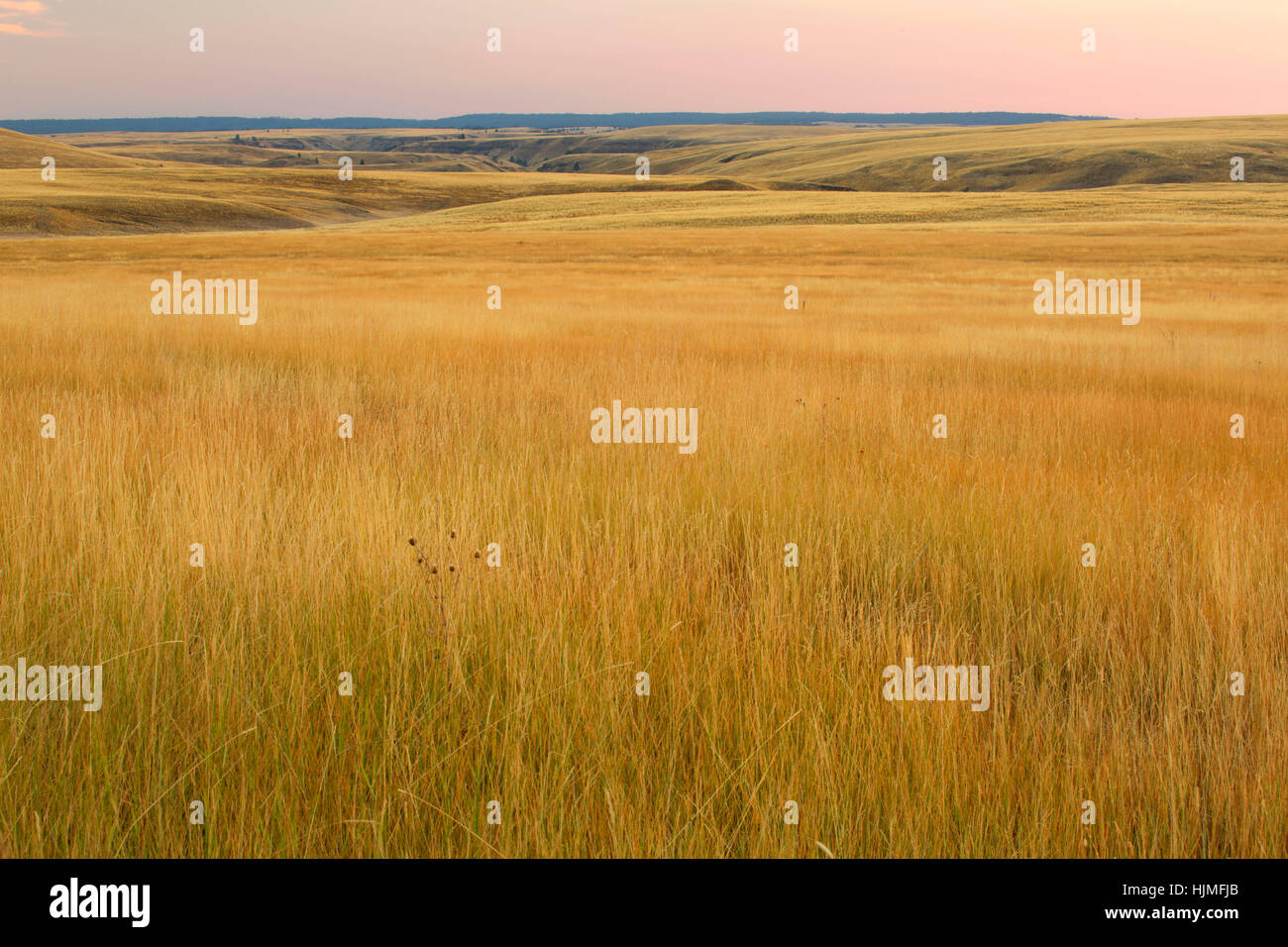 Prairie grassland, Zumwalt Prairie Preserve, Wallowa County, Oregon ...