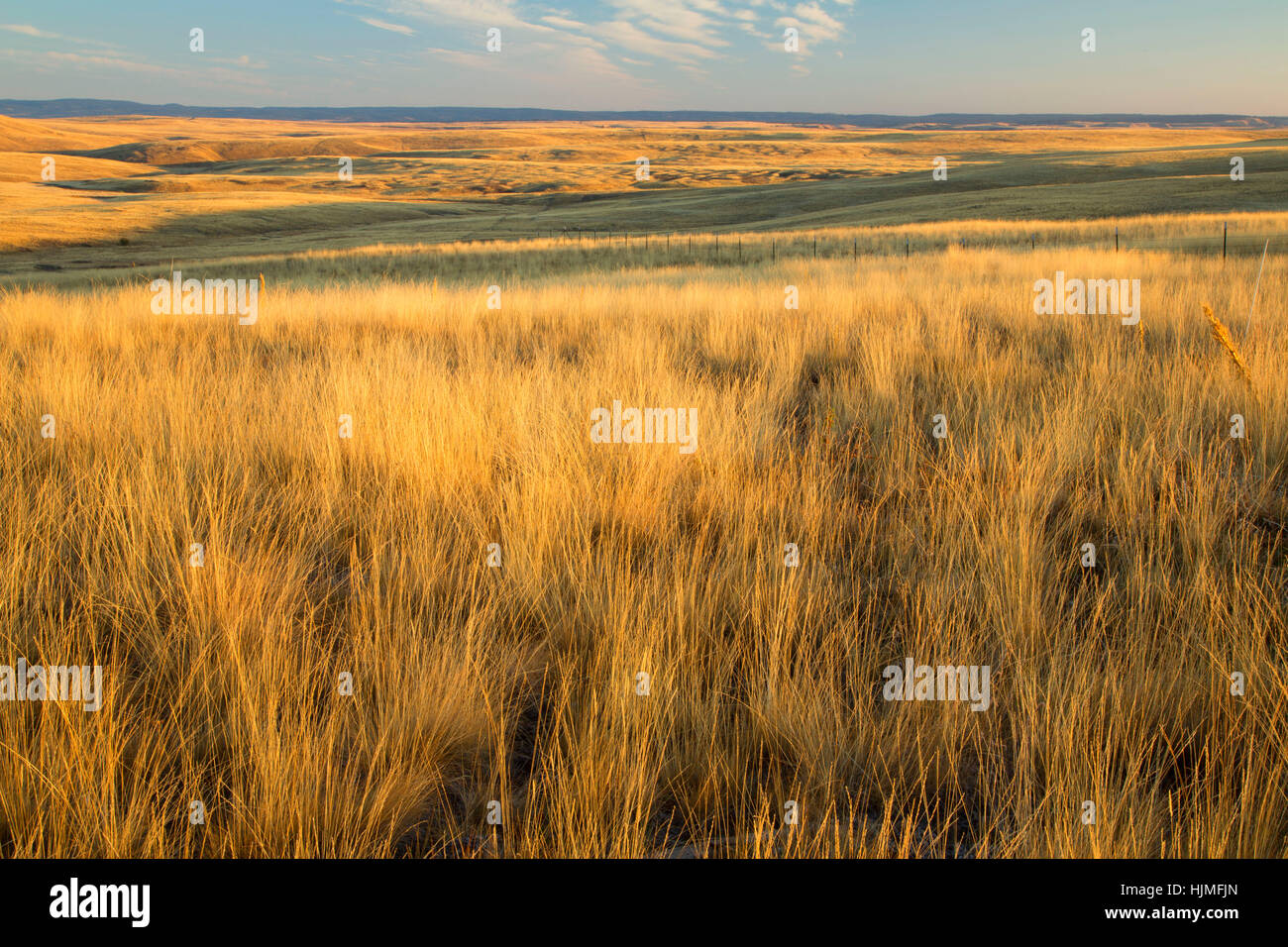 Prairie grassland, Zumwalt Prairie Preserve, Wallowa County, Oregon ...