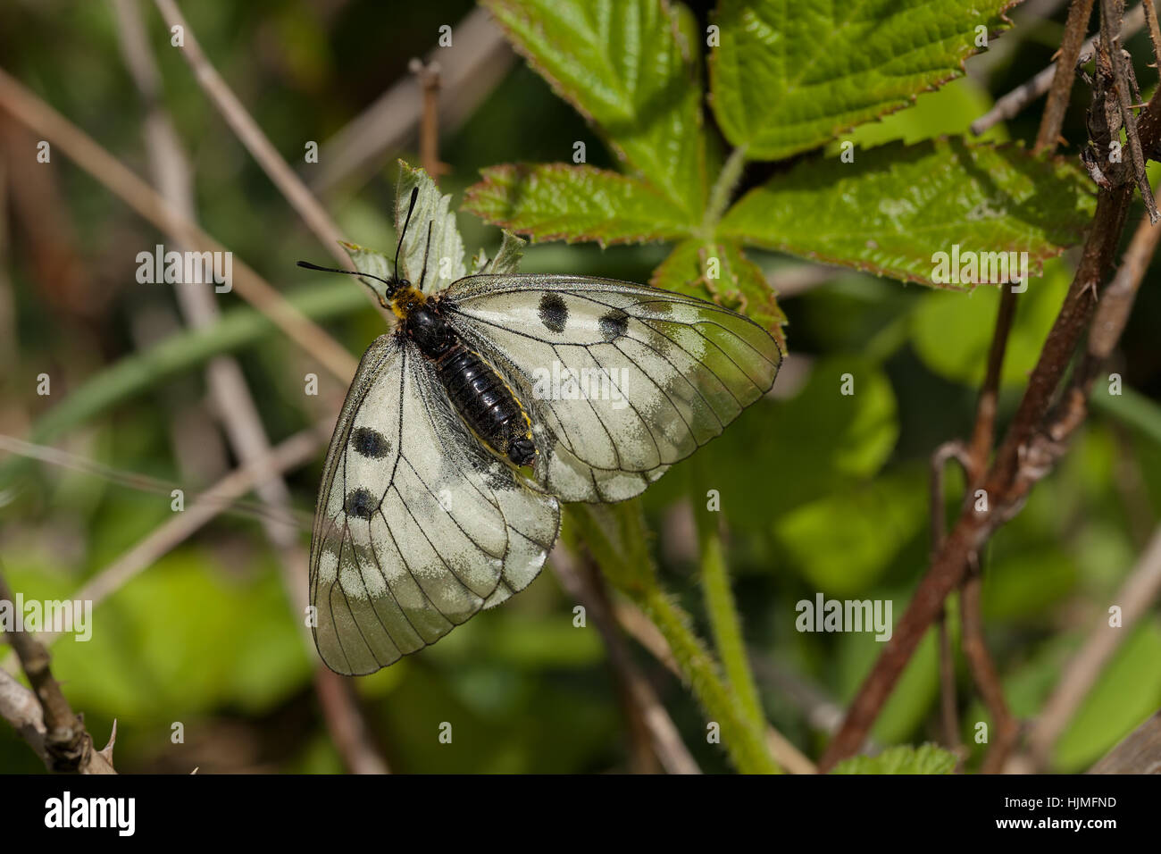 White butterfly in a thick tall grass, note shallow dept of field Stock ...
