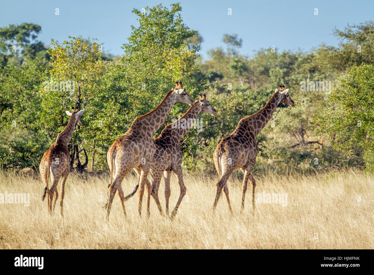 Specie Giraffa camelopardalis family of Giraffidae Stock Photo - Alamy