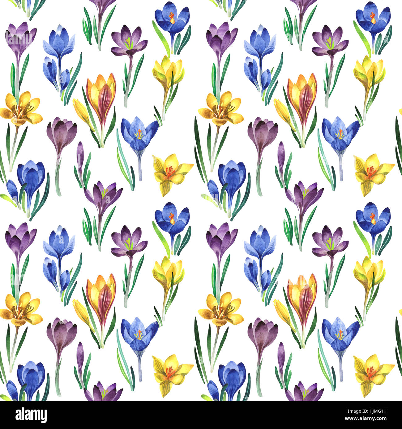 Wildflower crocuses flower pattern in a watercolor style isolated Stock ...