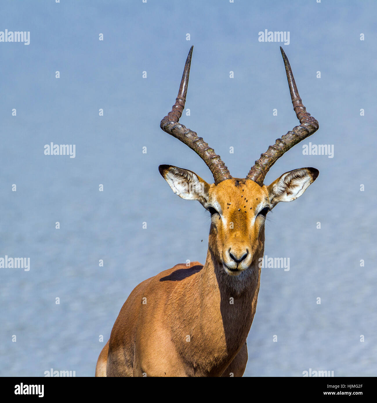 Specie Aepyceros melampus family of bovidae Stock Photo - Alamy