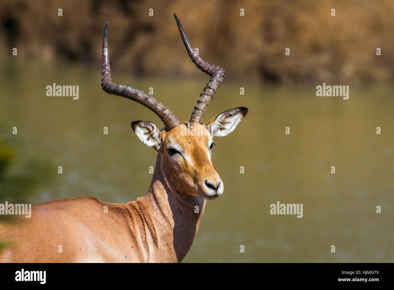Specie Aepyceros melampus family of bovidae Stock Photo - Alamy