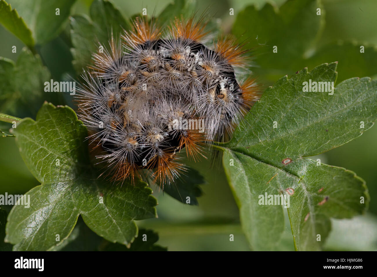 Fuzzy Brown Caterpillar Identification