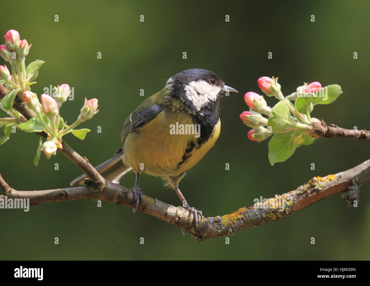 bird, birds, titmouse, great titmouse, apple blossom, titmice, leaf ...