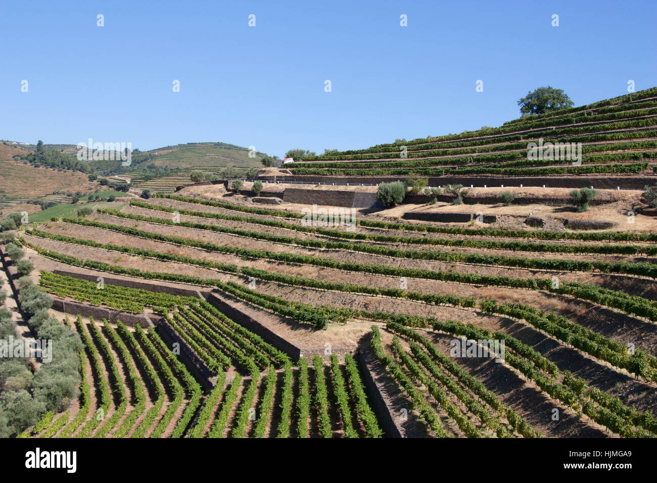 Vineyards, Douro Valley, UNESCO World Heritage Site, Portugal Stock ...