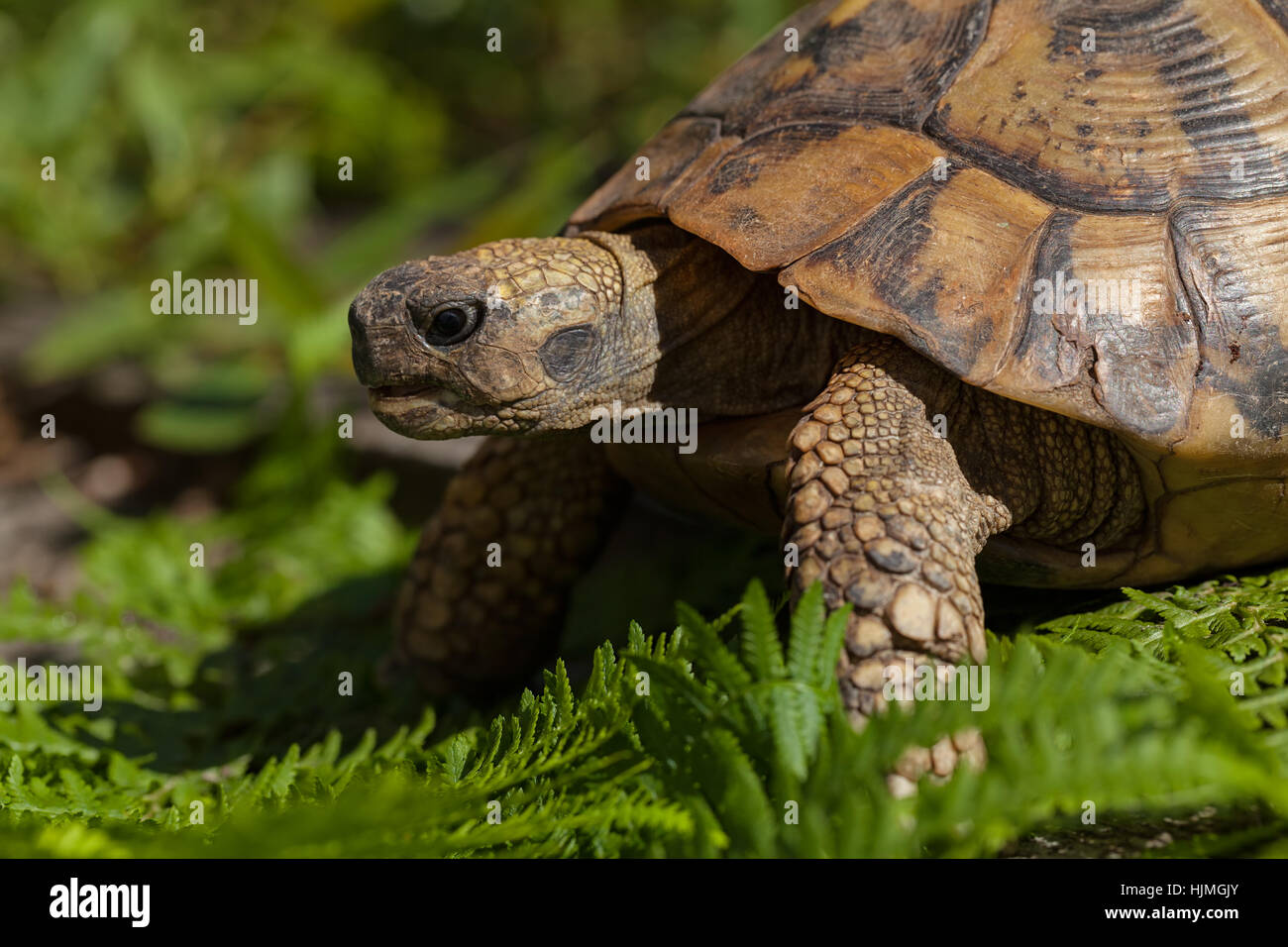 Tortoise on stone among the grass, note shallow depth of field Stock ...