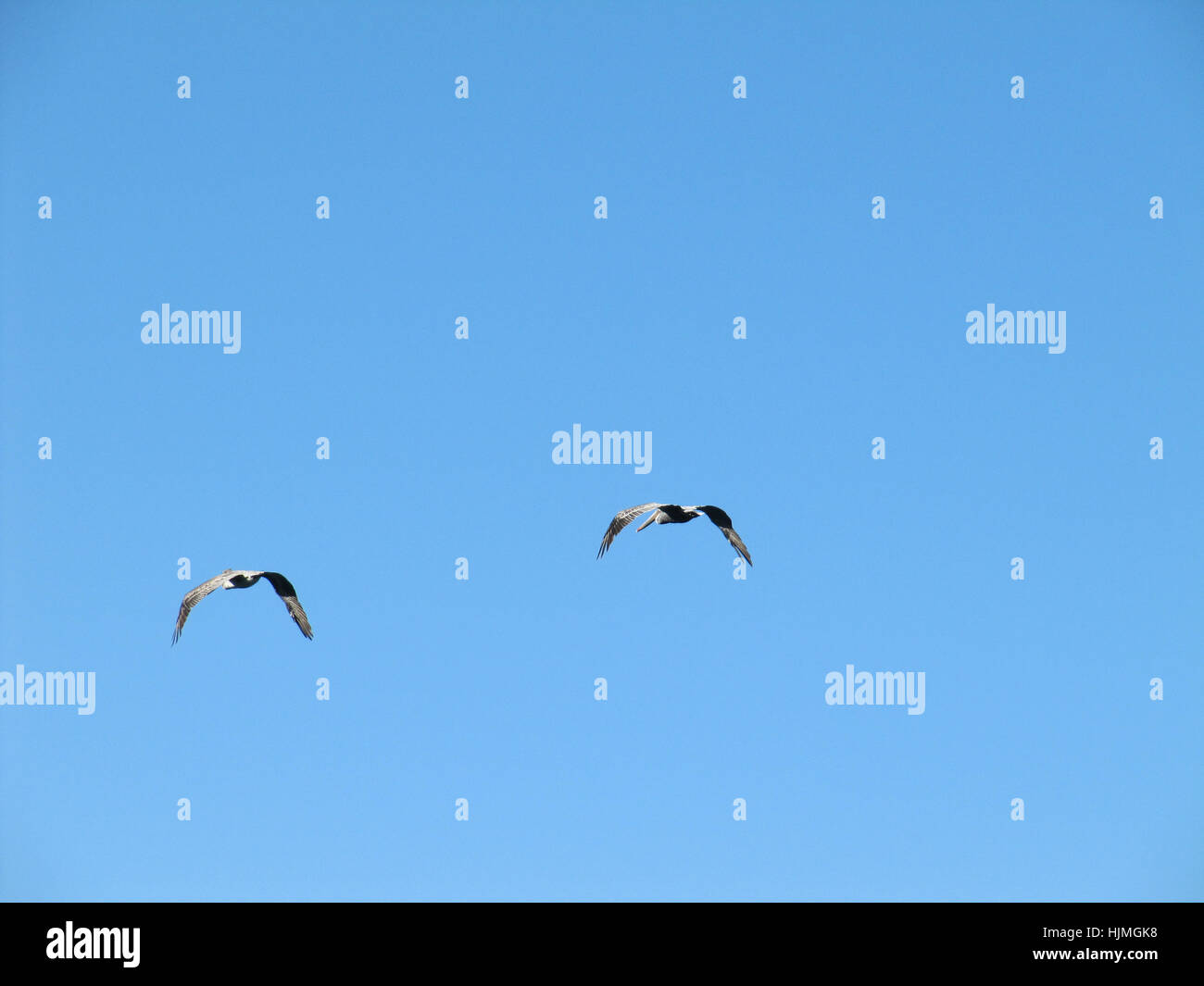 blue, flight, bird, birds, freedom, liberty, crane, firmament, sky, fly ...