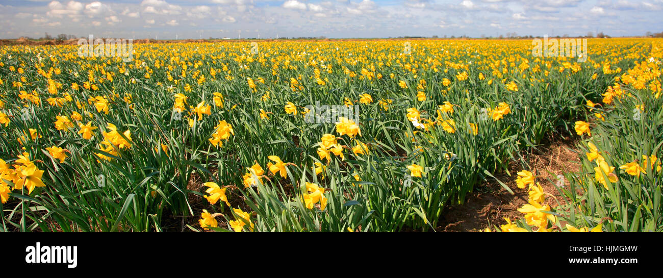 Field of spring daffodils in the Lincolnshire countryside Stock Photo ...