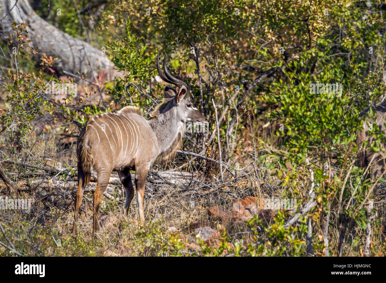 Specie Tragelaphus angasii family of Bovidae Stock Photo - Alamy