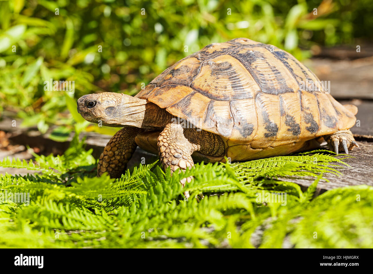 Tortoise on stone among the grass, note shallow depth of field Stock ...