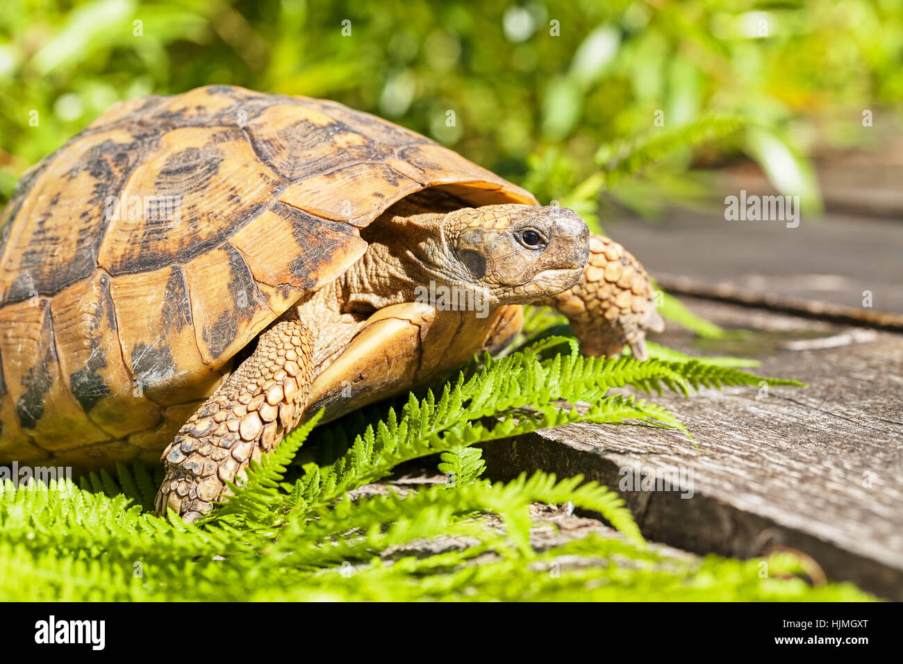 Tortoise on stone among the grass, note shallow depth of field Stock ...