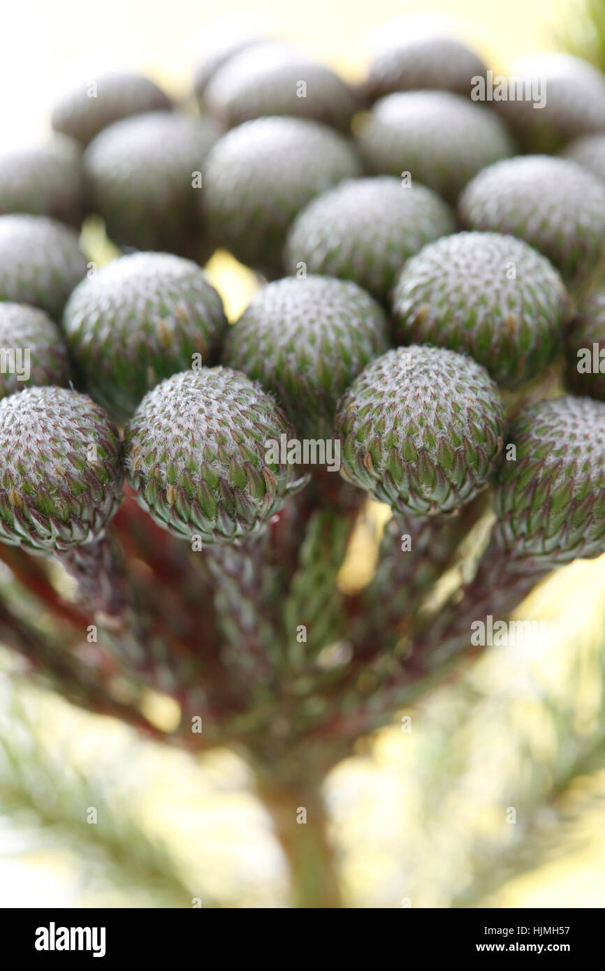 Round Flower Heads High Resolution Stock Photography and Images - Alamy