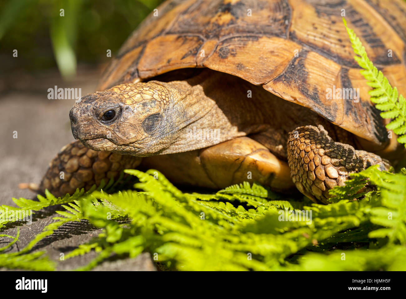 Tortoise on stone among the grass, note shallow depth of field Stock ...
