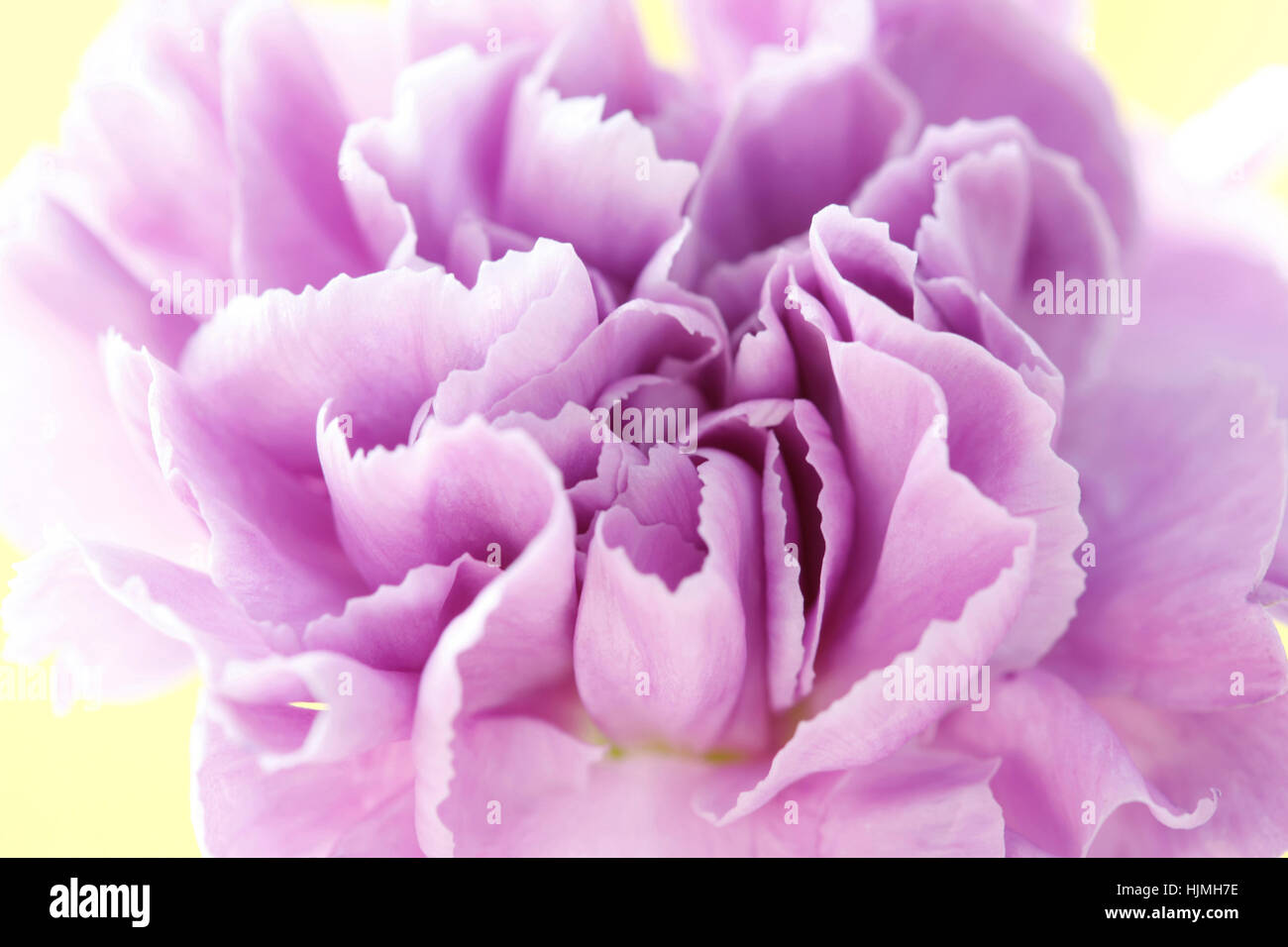 lilac carnation close up still life - entice Jane Ann Butler ...