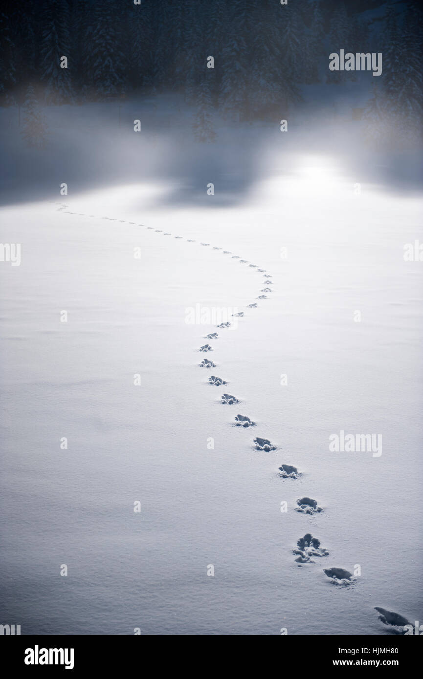 Tracks of wild animal in the snow Stock Photo - Alamy