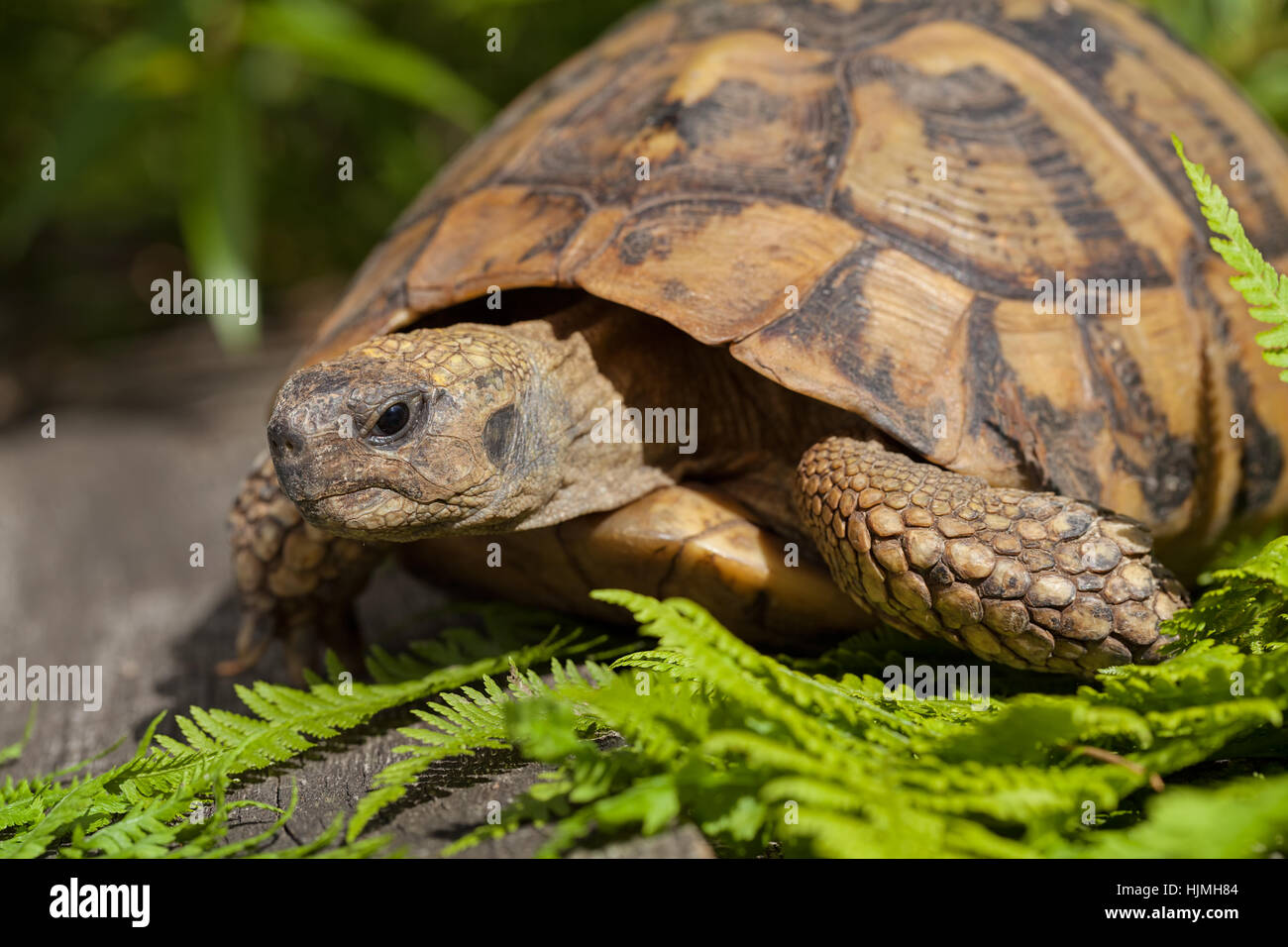 Tortoise on stone among the grass, note shallow depth of field Stock ...
