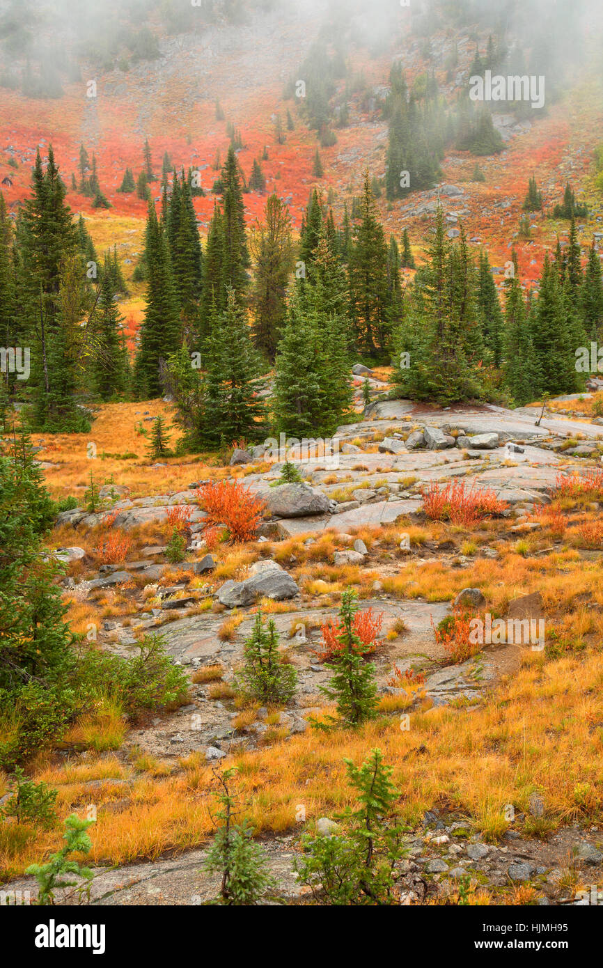 Subalpine forest and meadow along East Fork Lostine River Trail, Eagle ...