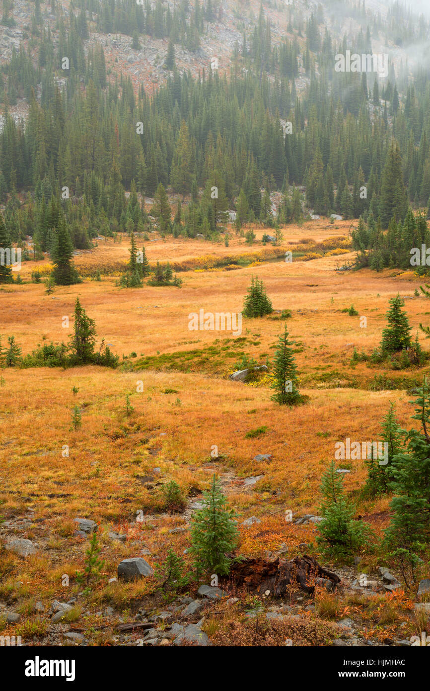 Subalpine forest and meadow along East Fork Lostine River Trail, Eagle ...