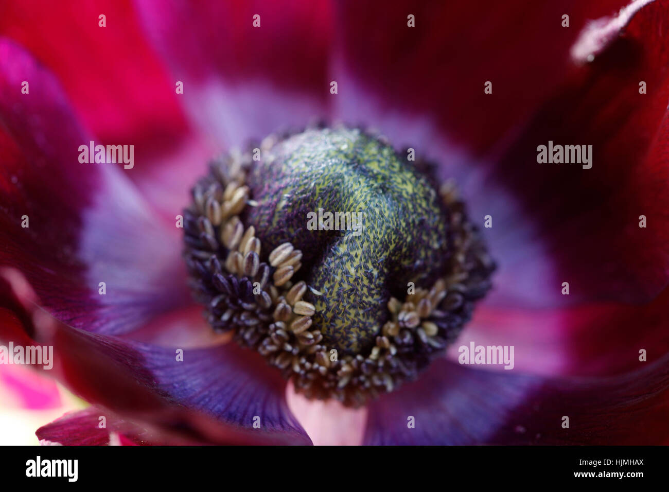 close up center of red anemone flower still life Jane Ann Butler ...