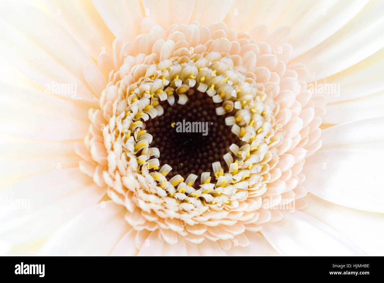 charming center of cream gerbera close up Jane Ann Butler Photography ...