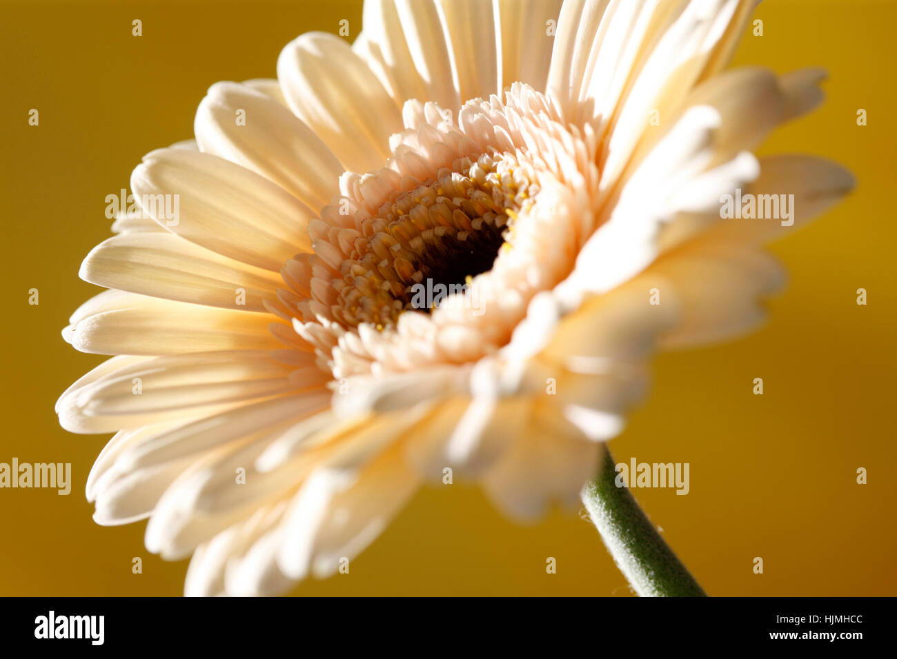 charming cream gerbera on yellow still life - positive and flourishing ...