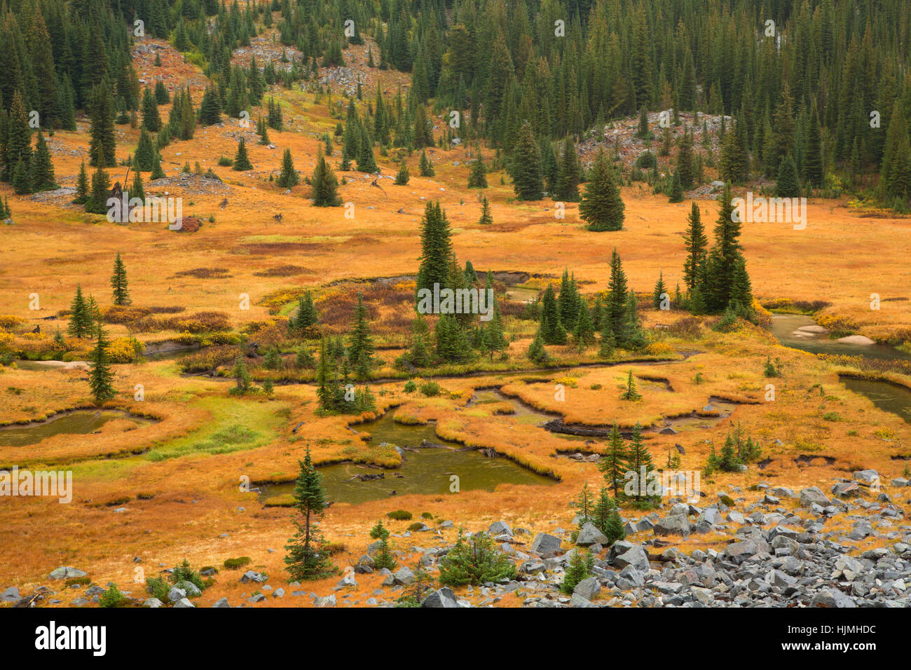 Subalpine forest and meadow along East Fork Lostine River Trail, Eagle ...